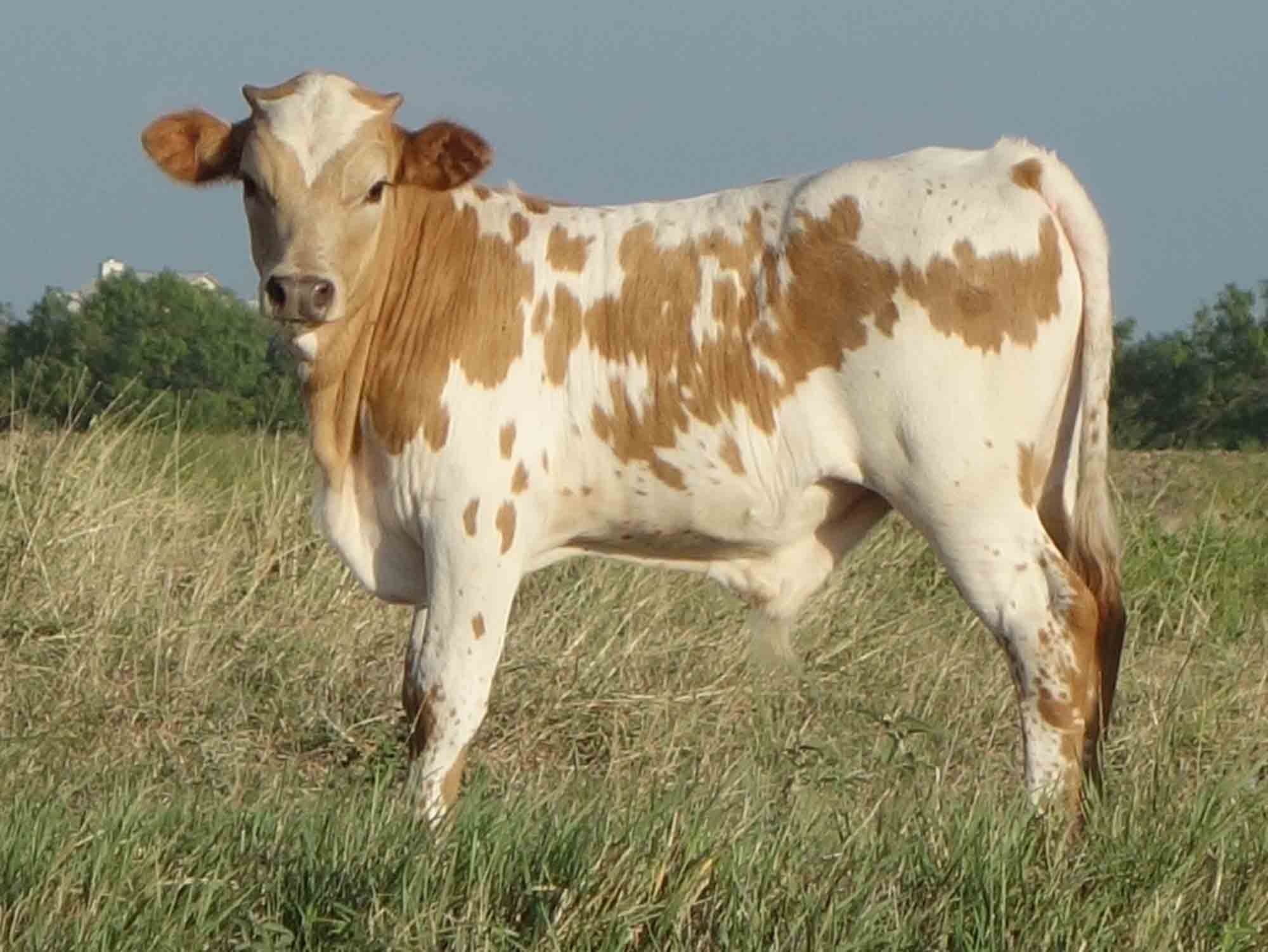 Rocking O Ranch - CO Buttercup