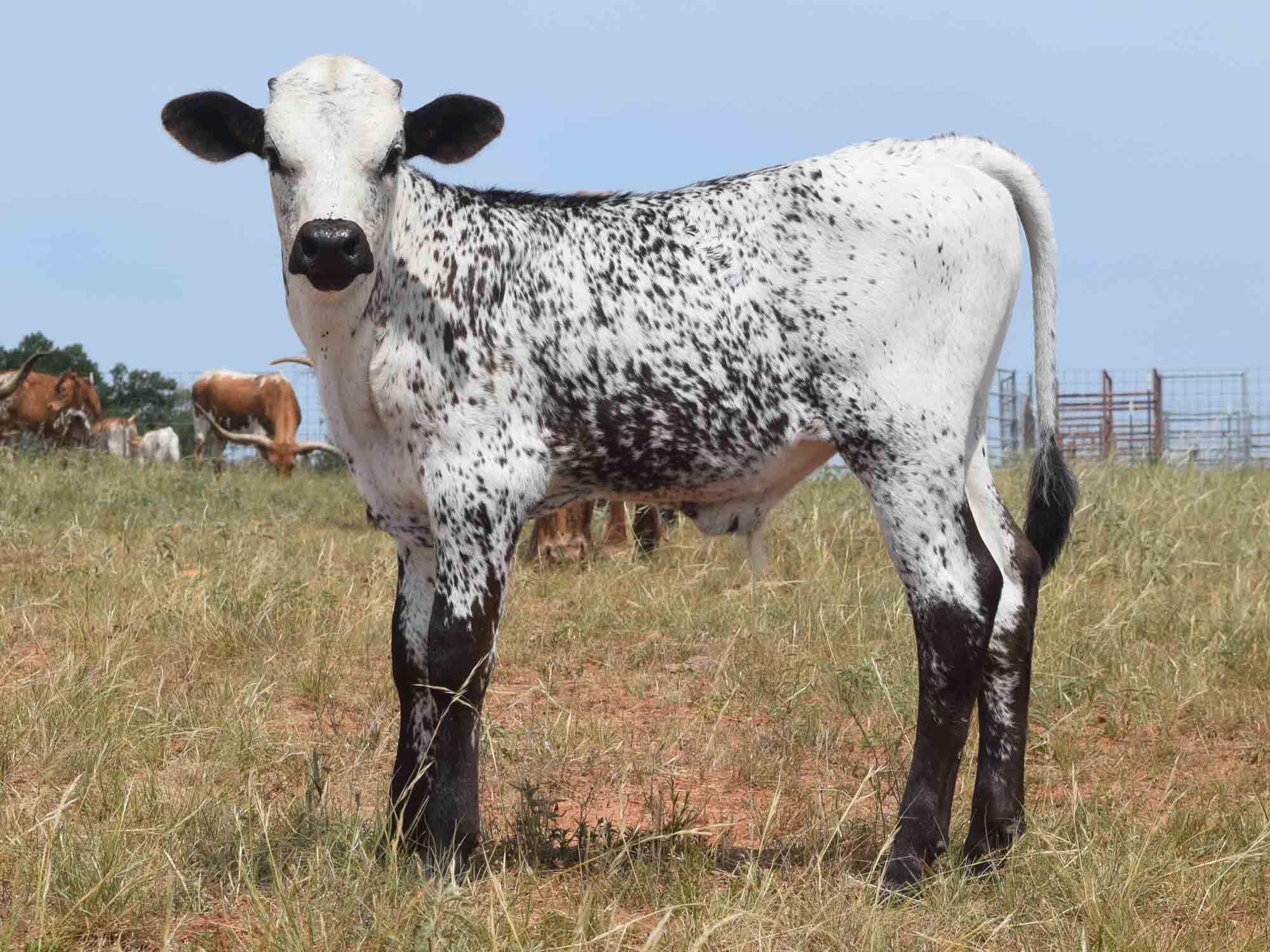 Rocking O Ranch - Royal Nicole HB