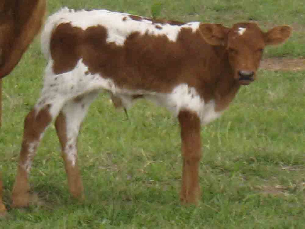 Rocking O Ranch - TP Abigail's Pride